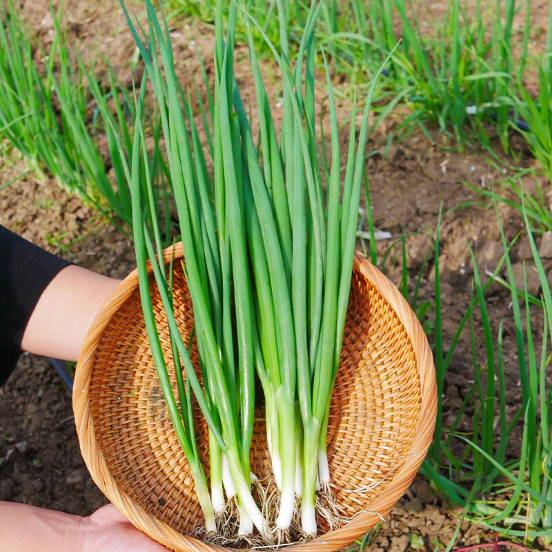 Onion Spring Onion seeds Vegetable Seeds High Germination | Shopee ...