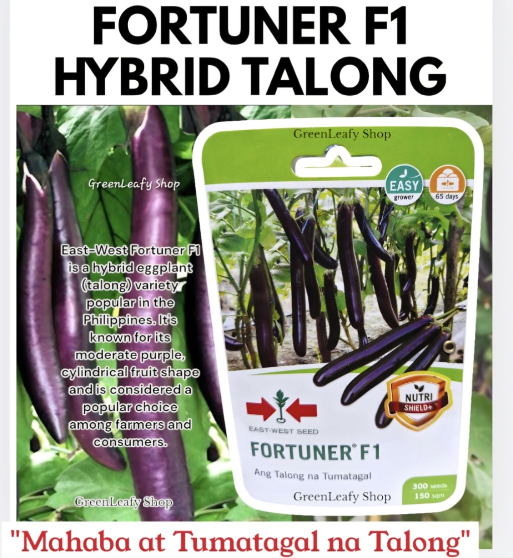 FORTUNER F1 EGGPLANT East West Seeds "Talong Haba" Hybrid Vegetable ...