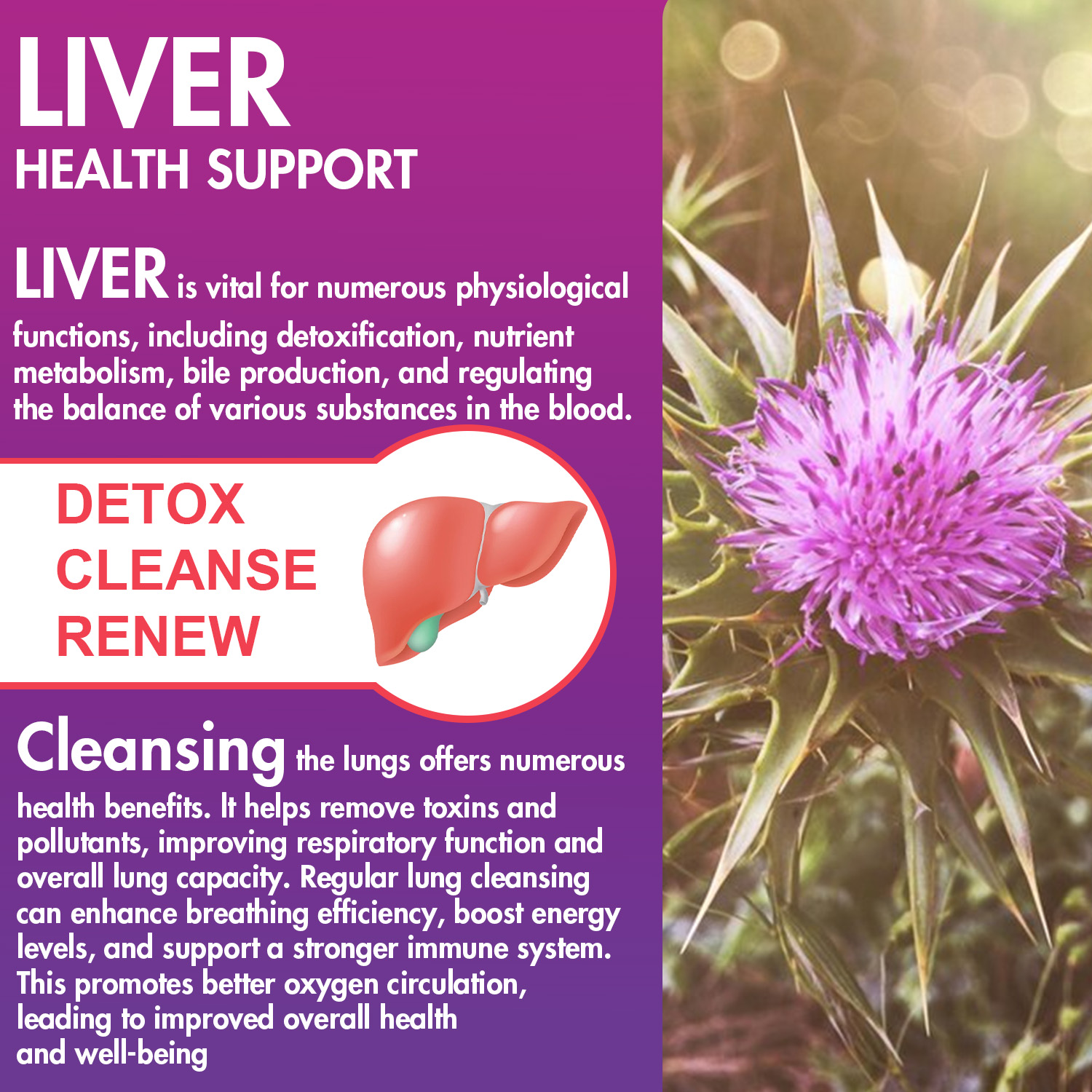 Omilay Milk Thistle Liver Supplement Antioxidant Milk Thistle Capsules ...