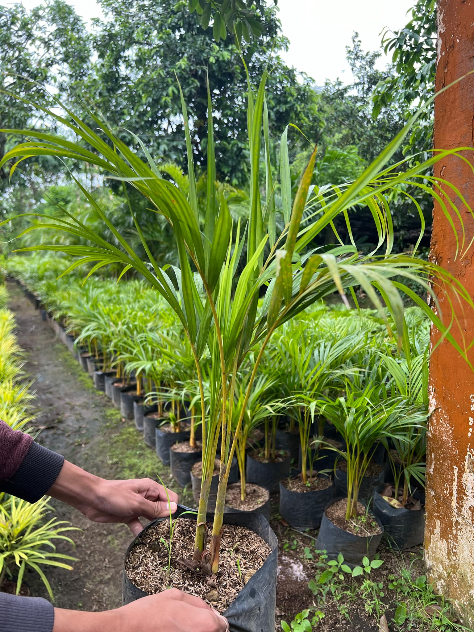 Palmera Plants - LIVE FOR SALE WITH SOIL | Shopee Philippines