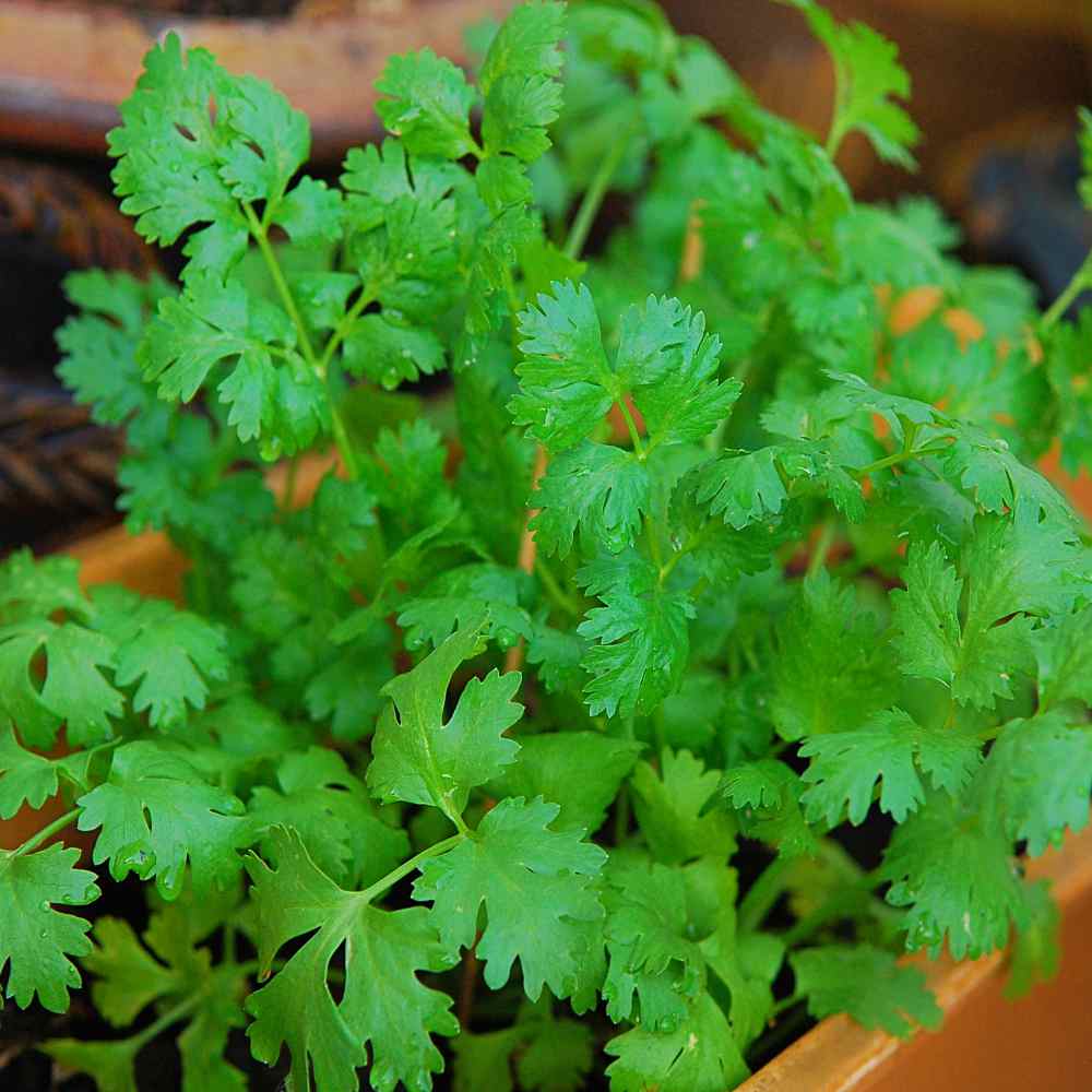 Buy 1 Take 1 CILANTRO PLANT (NOT Seeds) with FREE garden soil. Real ...