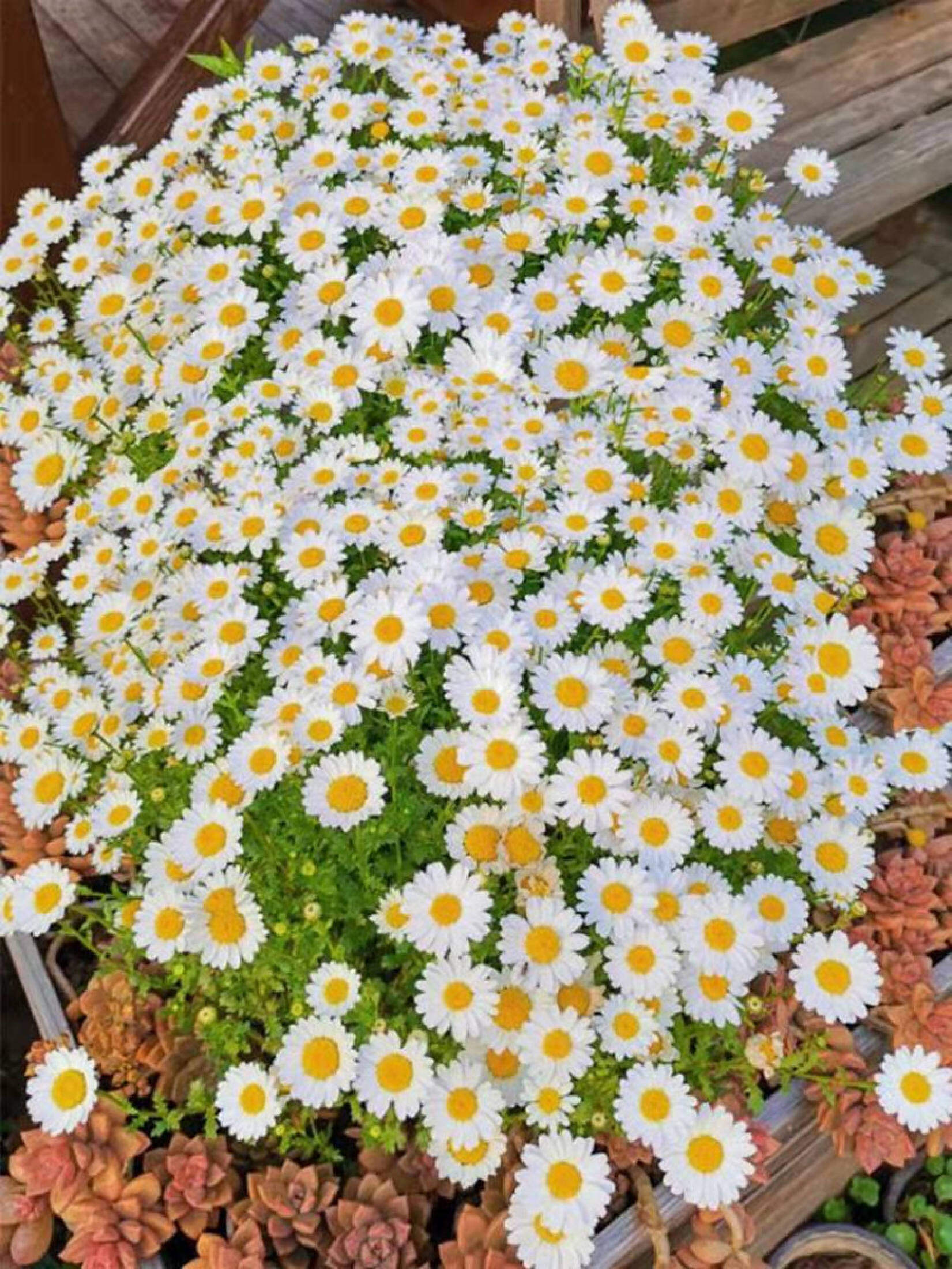 Dwarf Daisy Flower Seeds - 1000+ Compact Variety Low Water Needs ...