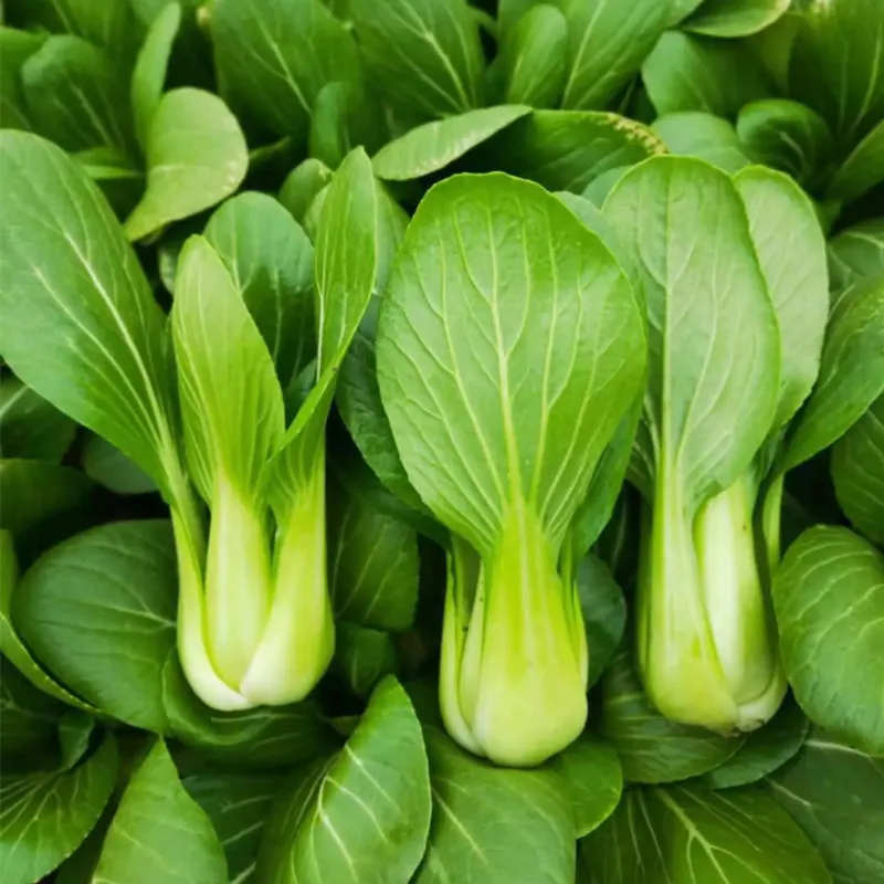 500 Pcs/bag Fresh Pak Choi Seeds Easy to Grow, Fast Germination, Good ...