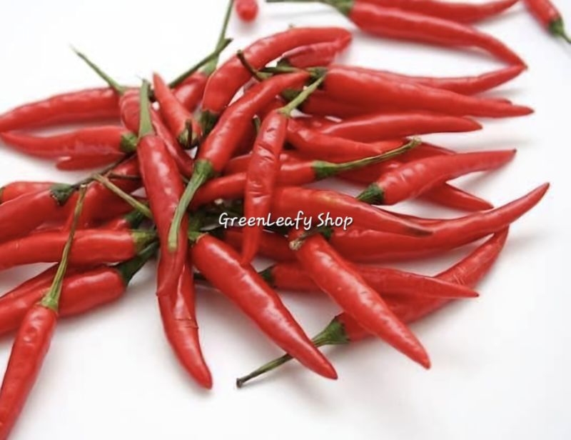 EAST WEST SUPER HOT CHILI F1 HYBRID VEGETABLE LIKE LABUYO FOR CHILI ...
