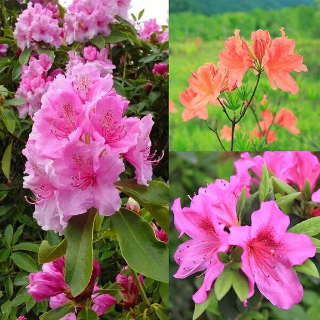 Rhododendron Seeds for Planting - (50 seedspack) Mix Color Azalea Seed ...