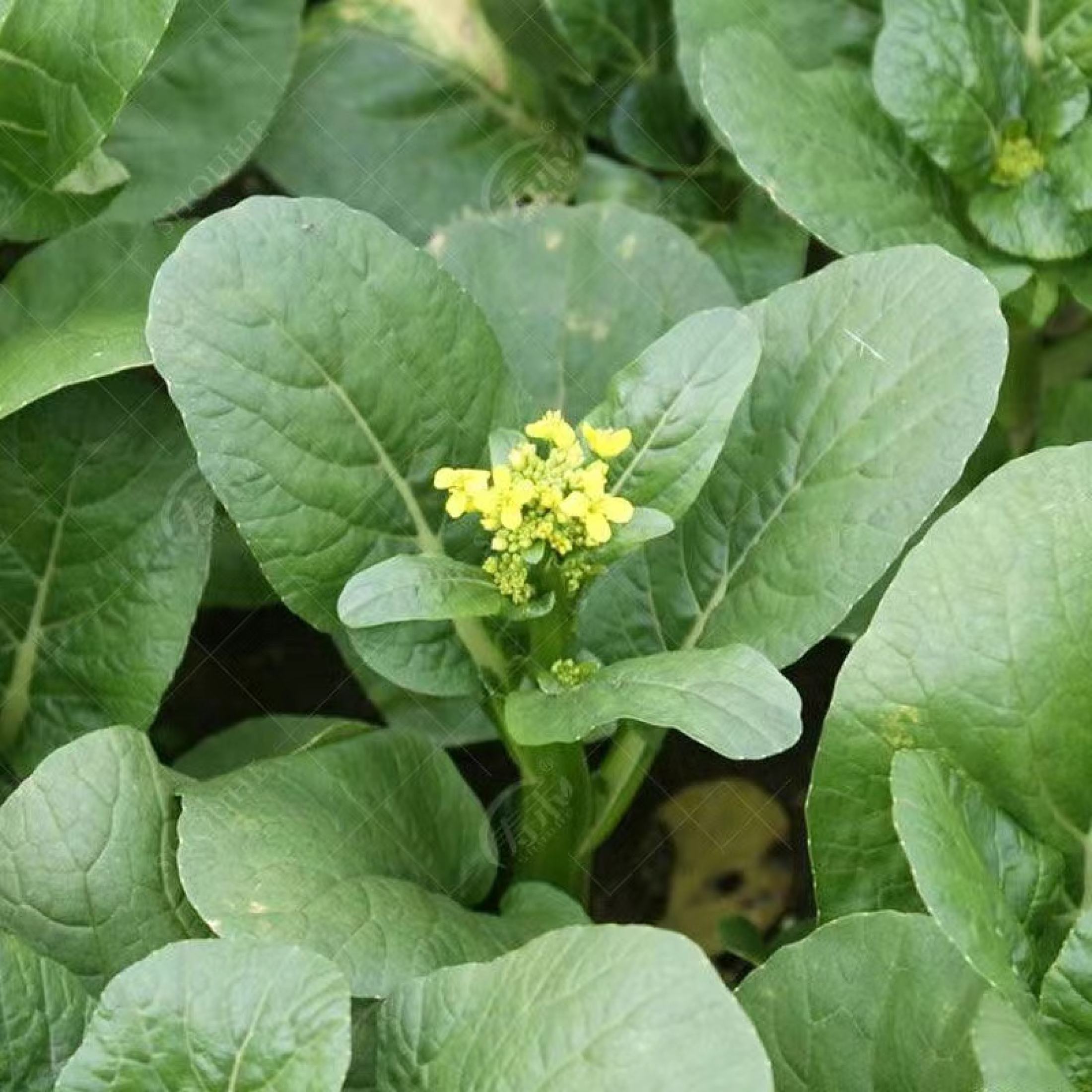 CHOY SUM SEEDS-(600seed)TSOI SUM SEEDS/FLOWERING PECHAY CHOI SUM ...