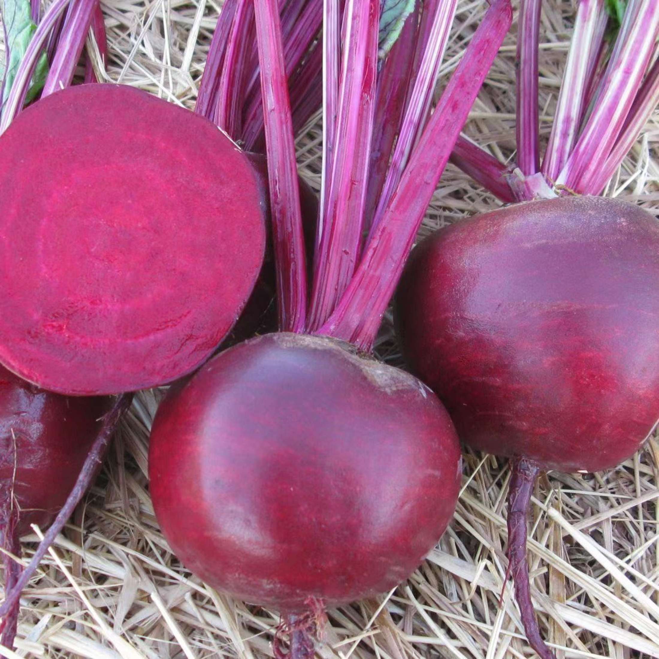 Red Beet Seeds - (150seeds/pack) Sugar beet seeds/Sugar Beets Dark Red ...