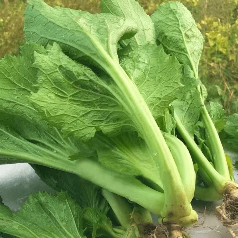 Mustasa Seeds/ Mustard Seeds for cultivation (500 seeds) Chinese ...