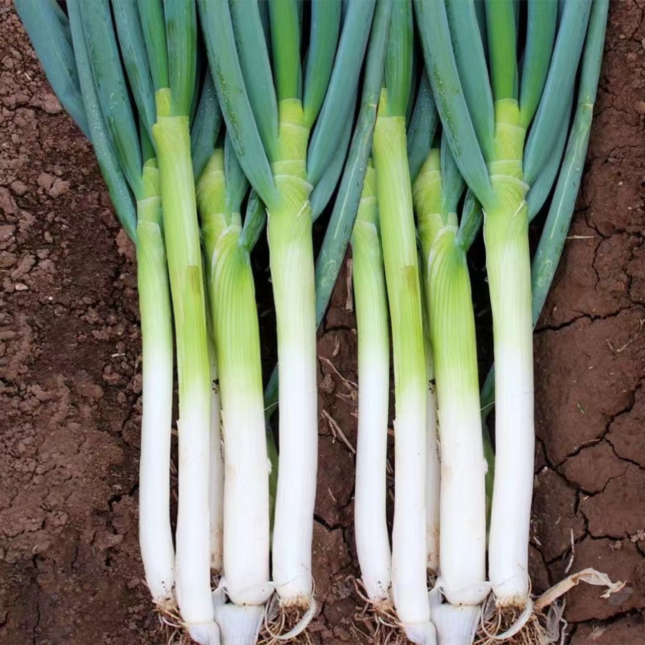 (500 SEEDS) DAHON NG SIBUYAS/BUNCHING ONION /JAKKOU VARIETY/EASY TO ...