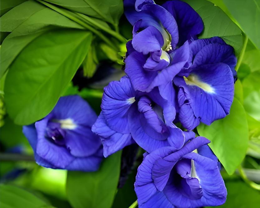 BLUE TERNATE SEEDS - 10 PCS PER PACK (SUPER RARE VARIETY) | Shopee ...
