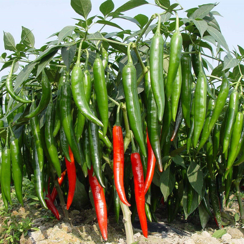 (100seeds/pack)Fresh Organic Red Chili Seeds for Planting - High Yield ...