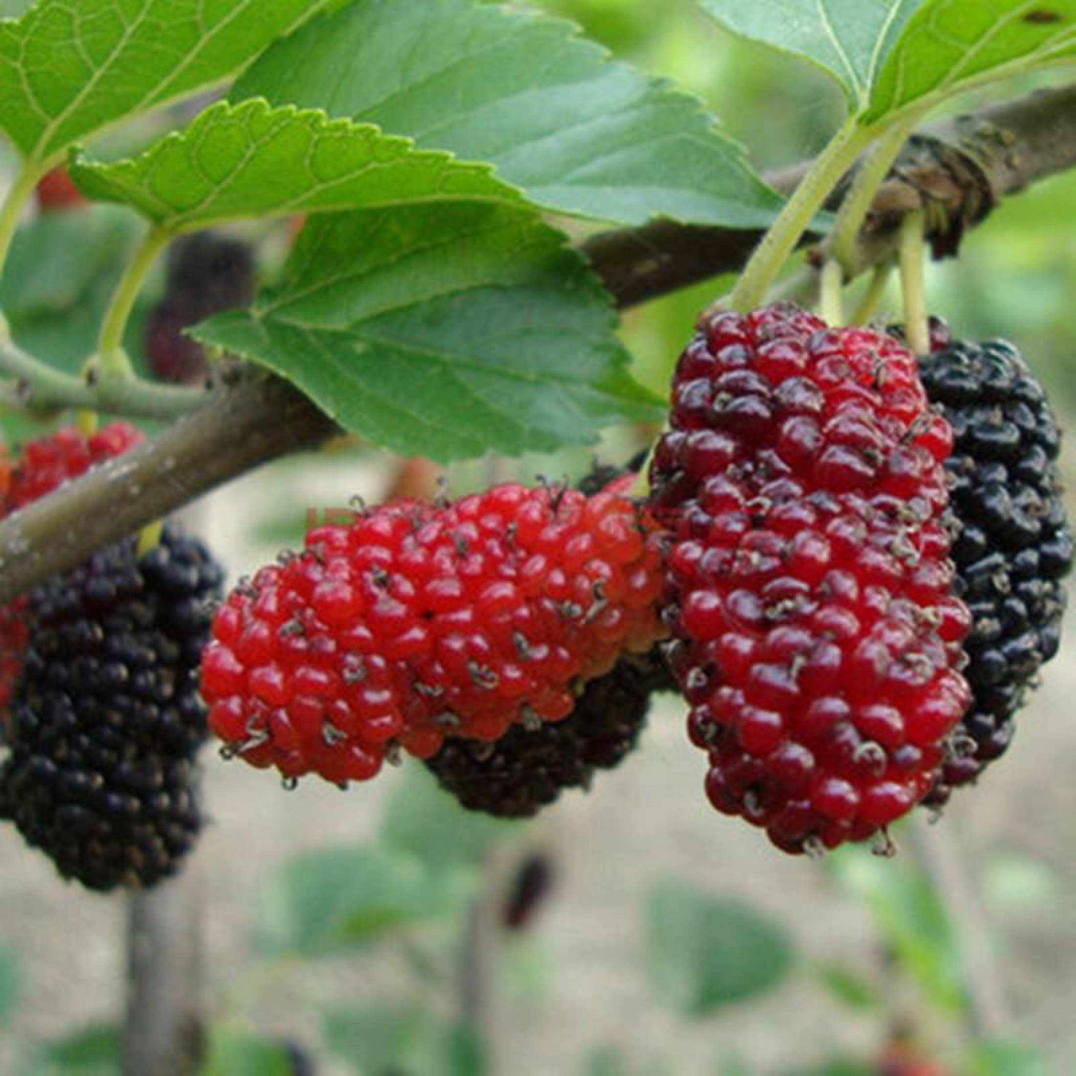 100PCS Dwarf Mulberry Fruit Seeds for Planting/Real Plants Indoor ...