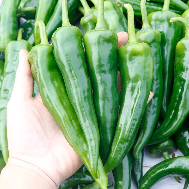 (100Seeds/Pack)SILI PANIGANG/Siling Haba/Hot Pepper Green/Bicol Express ...