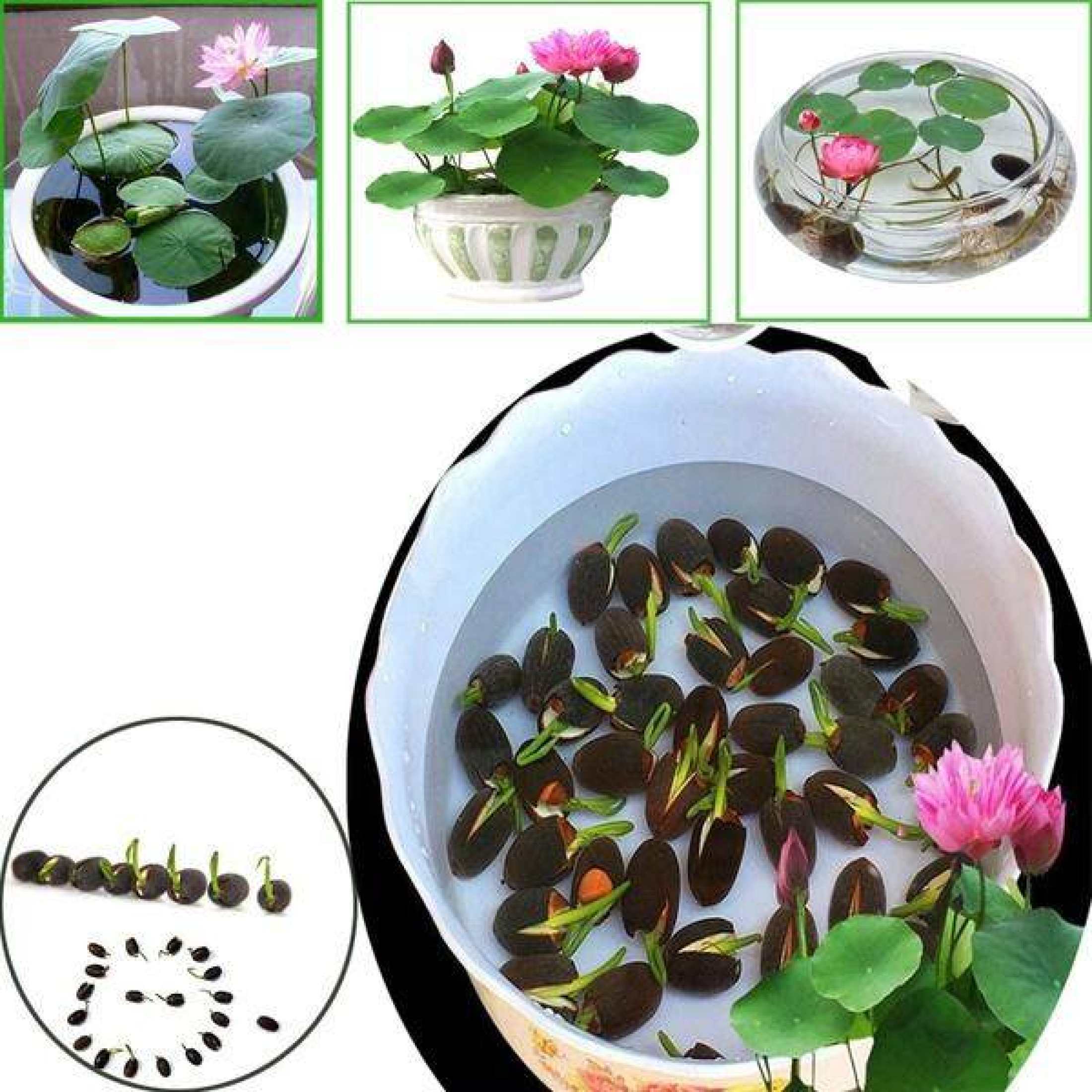 Random Color Lotus Water Lily Seeds for Sale (20 pcs/pack) Water ...