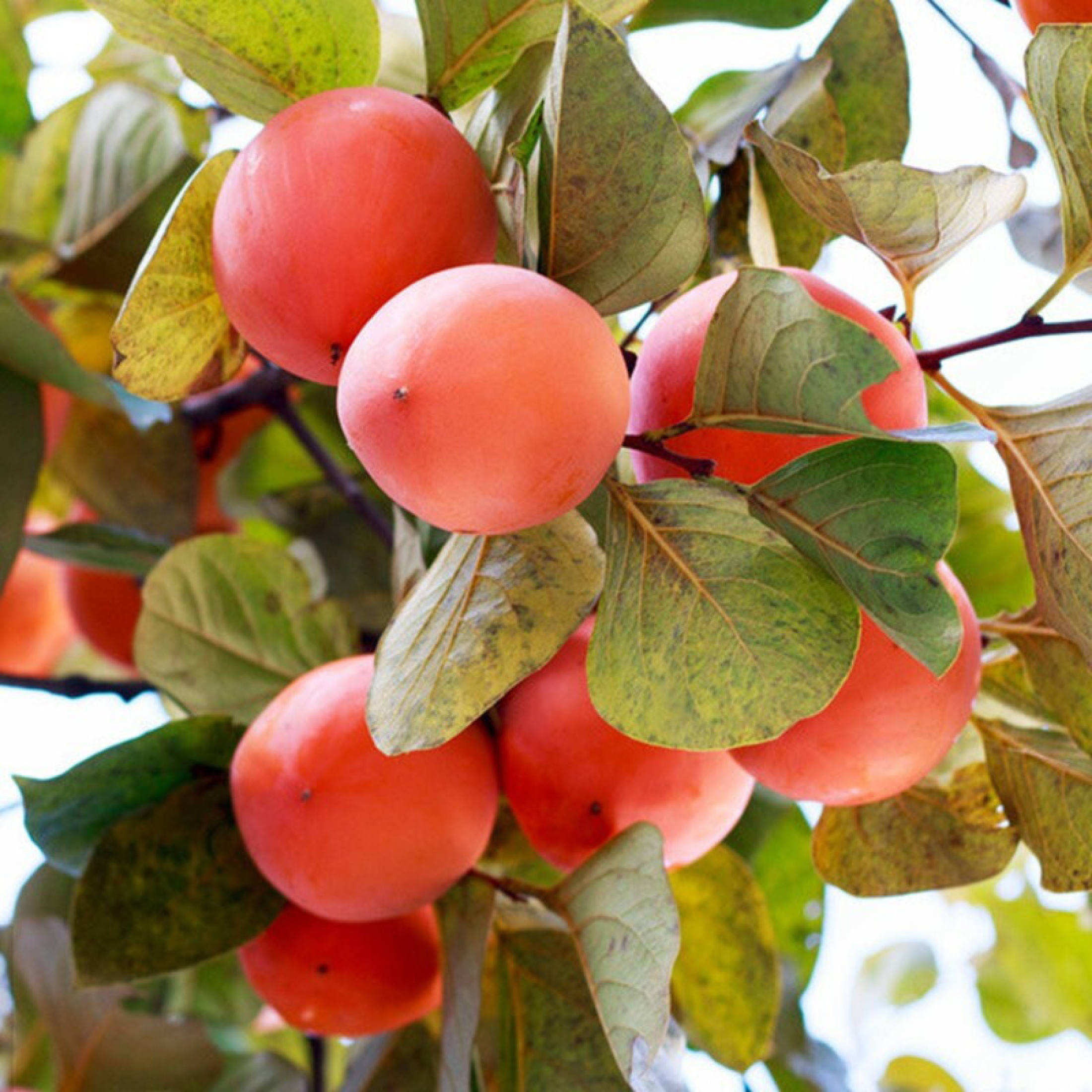 High Yield Fresh Potted Dwarf Persimmon Seeds for Planting Fruit Trees ...