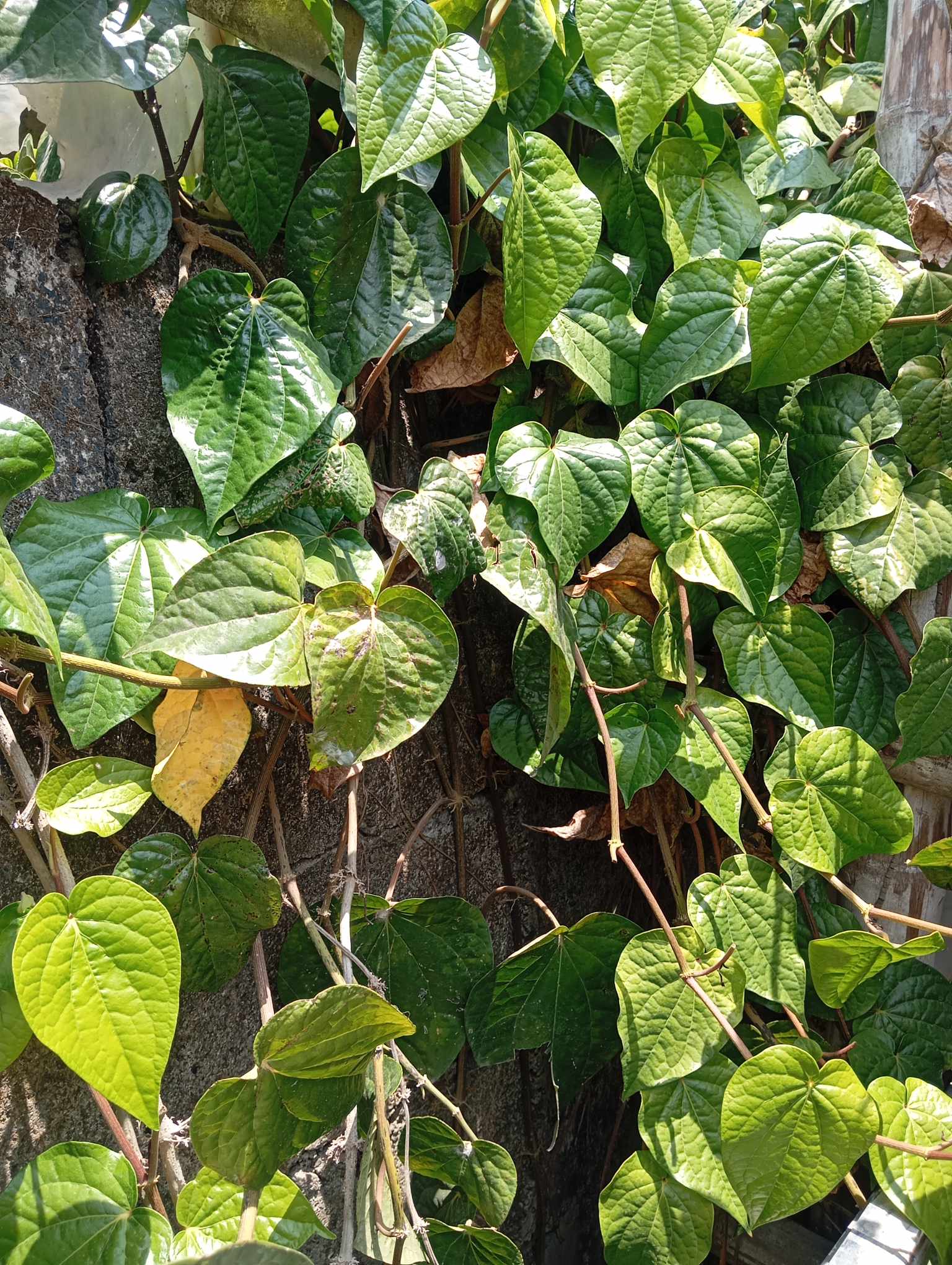 IKMO/BUYO FRESH LEAVES and PANTANIM | Shopee Philippines