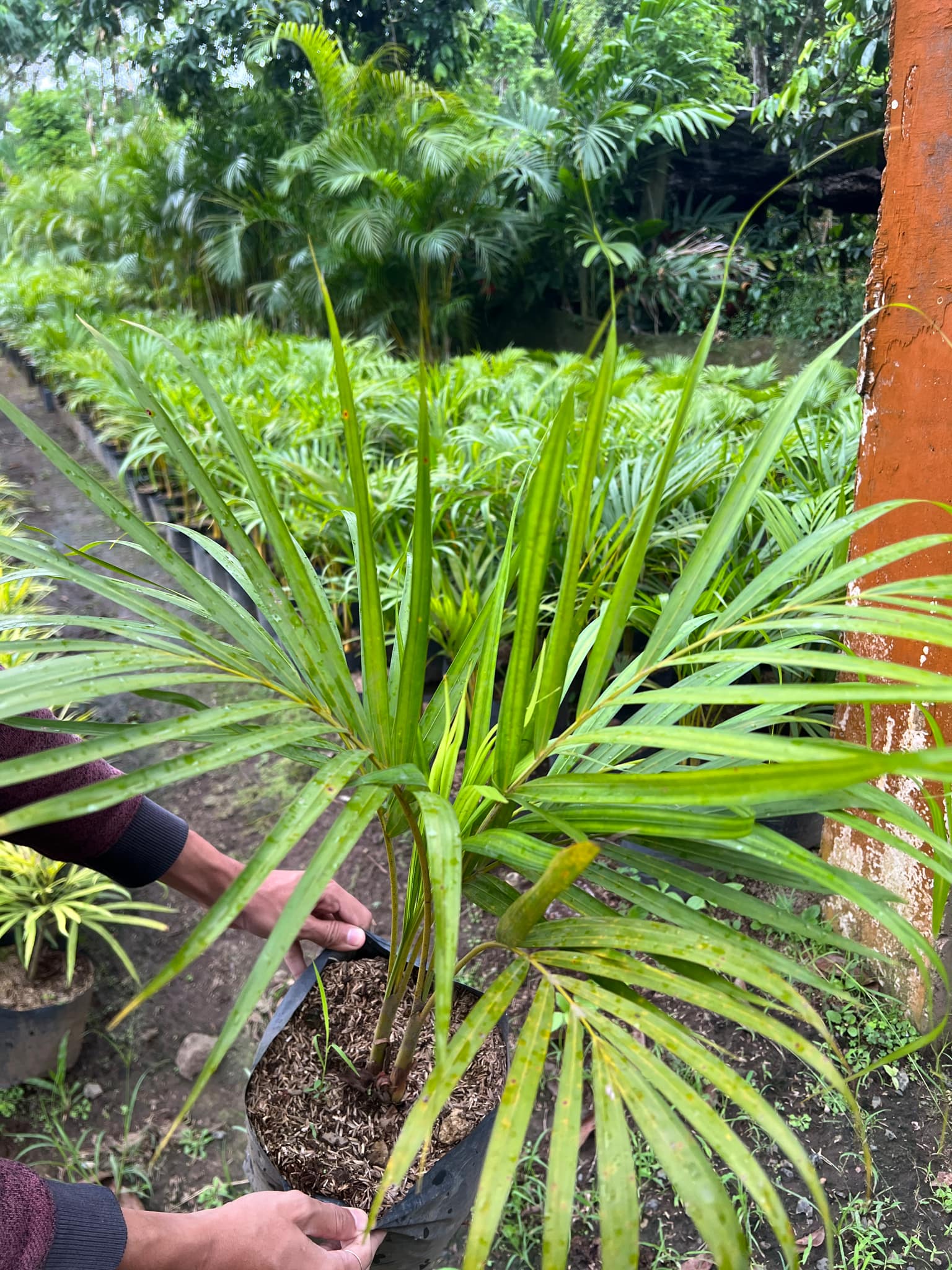 Palmera Plants - LIVE FOR SALE WITH SOIL | Shopee Philippines