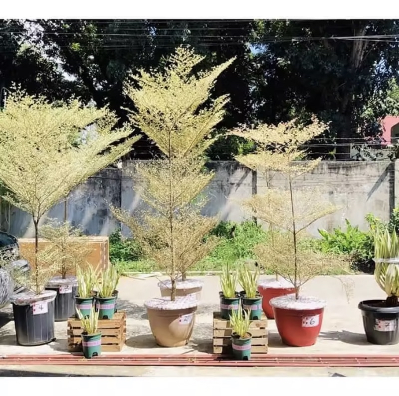 SUPER SALE‼️ Variegated African Talisay Established! (small) | Shopee ...