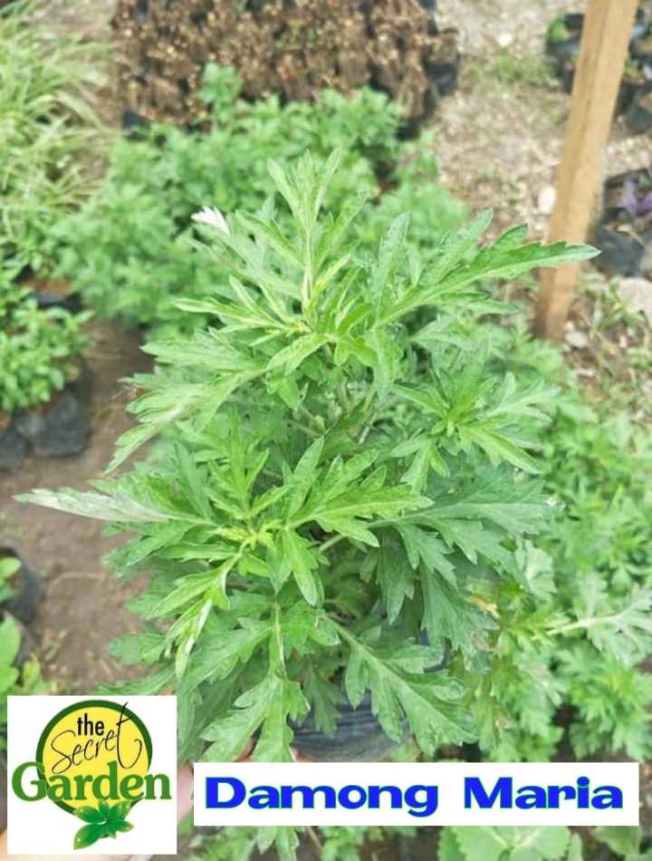 Buy 1 Take 1 DAMONG MARIA LIVE PLANT (NOT Seeds) with FREE garden soil ...