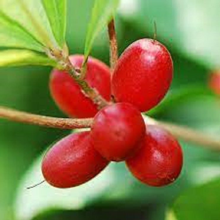 MAGIC BERRIES SEEDS FOR GERMINATION (Experience Sweetness in 14 Seconds ...