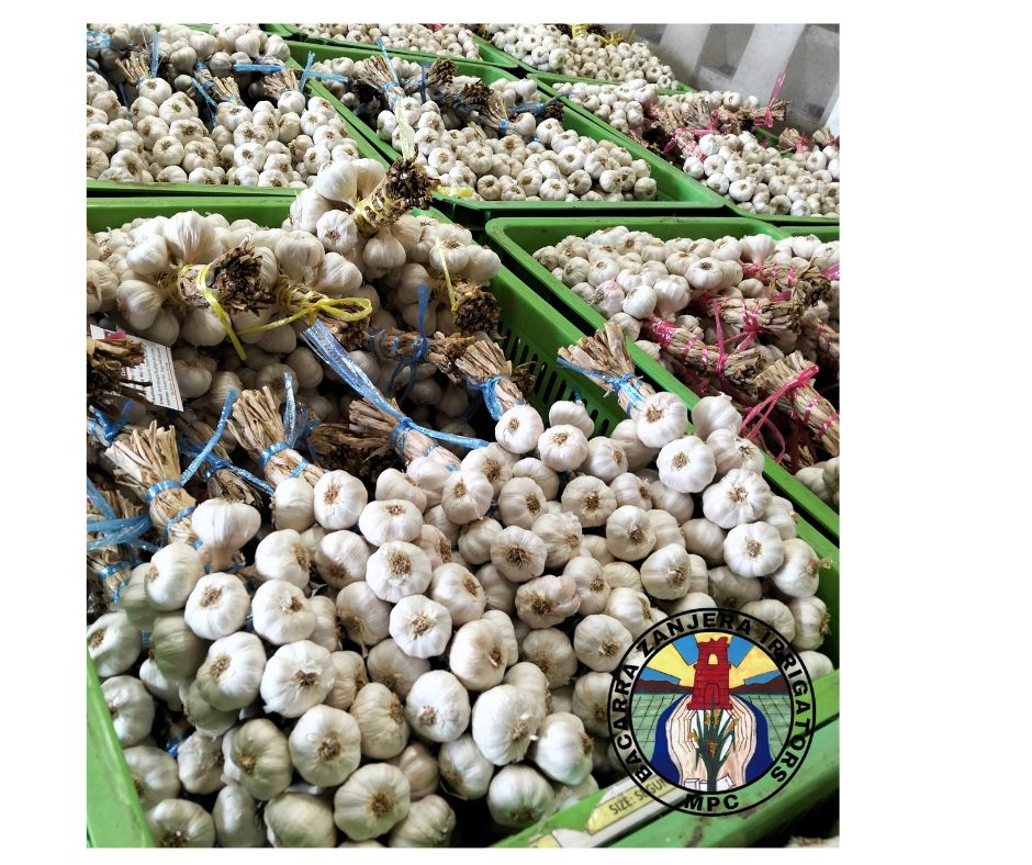 Ilocos Norte Native Garlic Braided 1kg | Shopee Philippines