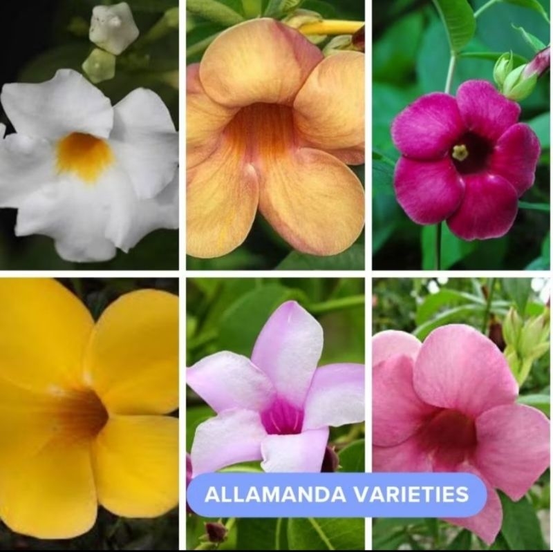 Alamanda Varieties -Flowers | Shopee Philippines