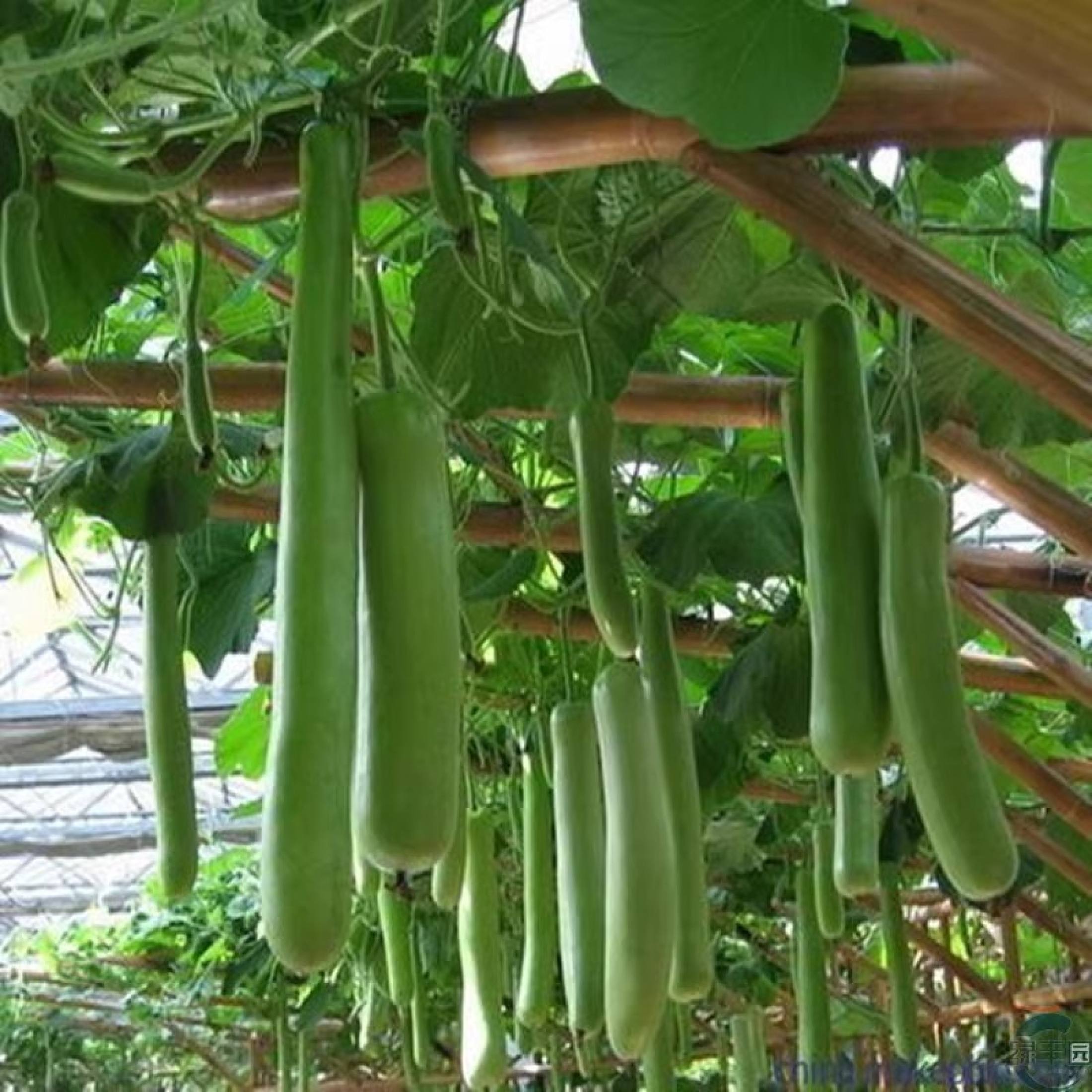 Long Bottle Gourd Seeds-20 Seeds Giant Long Variety Loofah Sponge Gourd ...