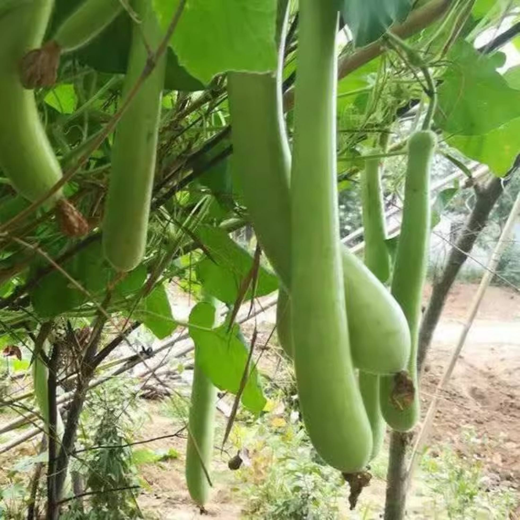 Long Bottle Gourd Seeds-20 Seeds Giant Long Variety Loofah Sponge Gourd ...