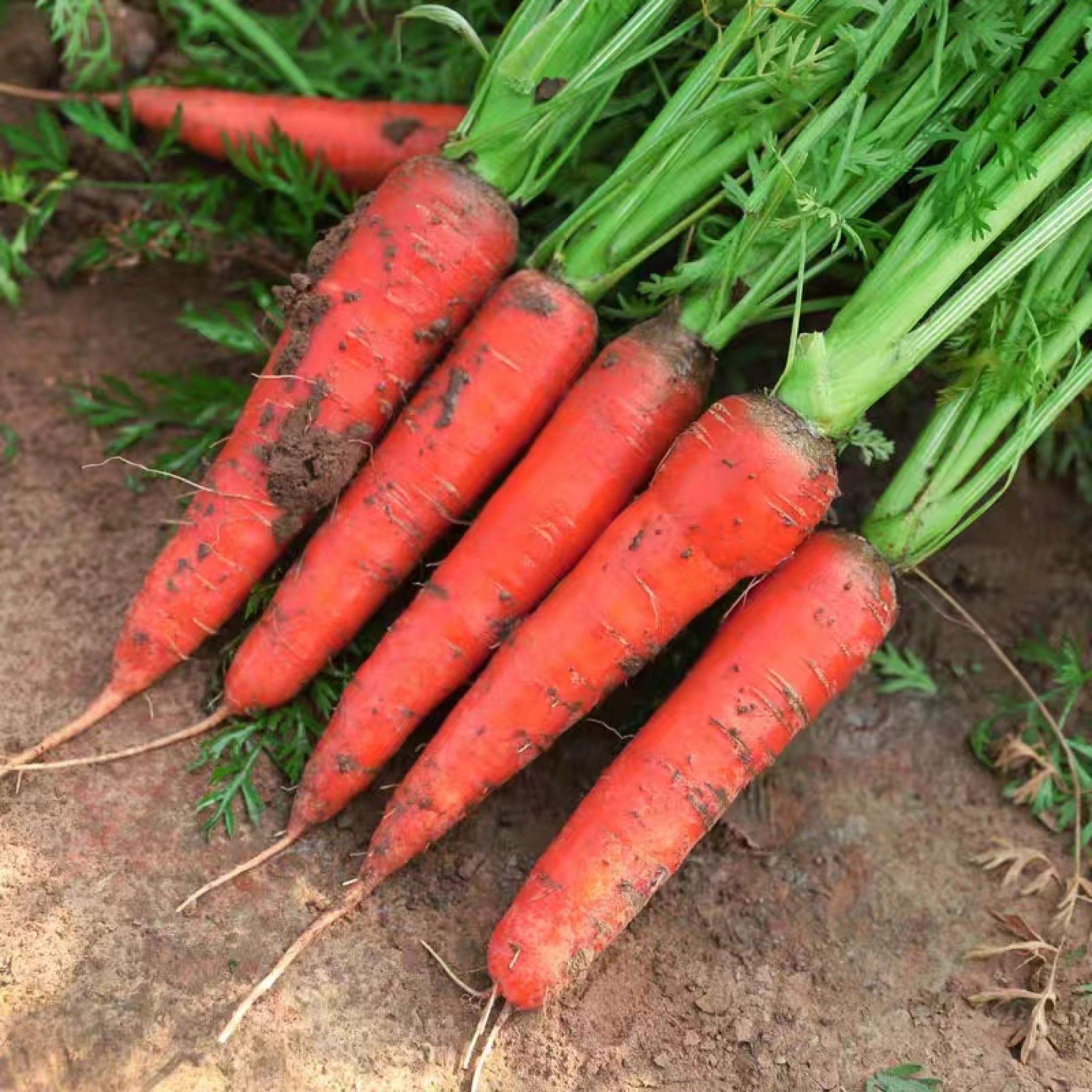 KURODA CARROT SEEDS(1000Seeds) - HIGH YIELDING CARROT SEEDS FOR ...