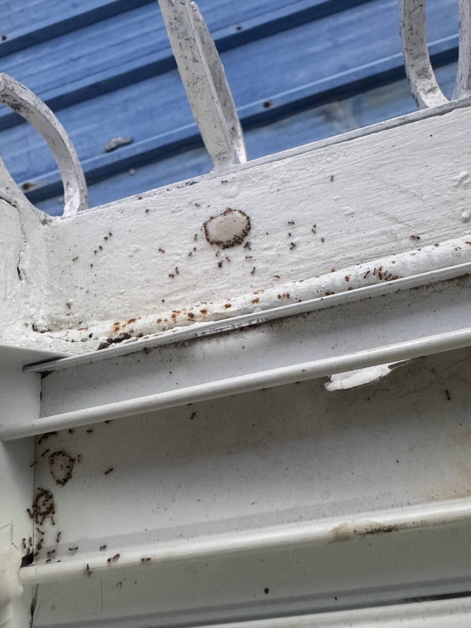 Drop Kill for Ant bait killer Anti ant Ant bait No Escape for Ants Ant ...