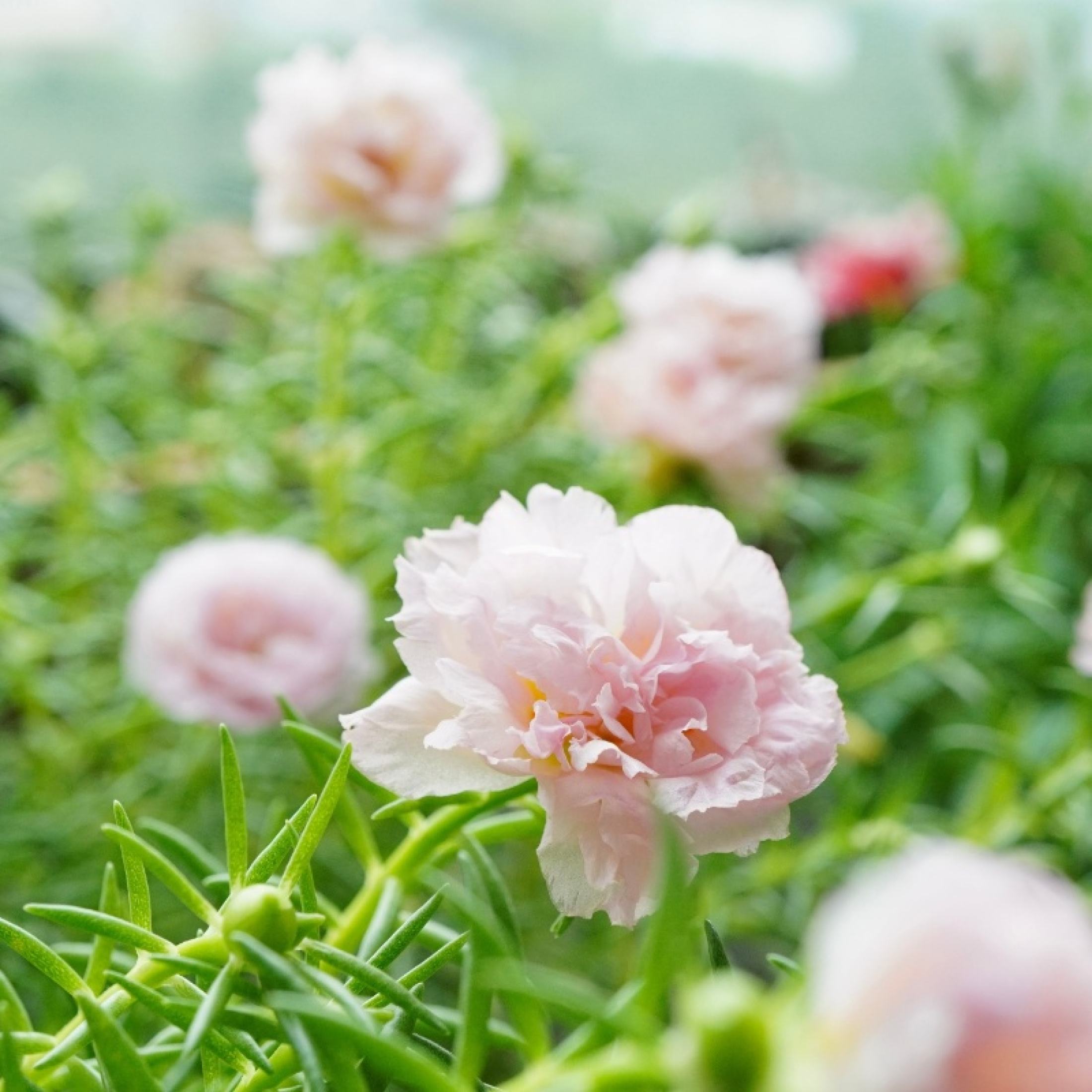 100 seeds for planting binhi pantanim portulaca flower mix color High ...