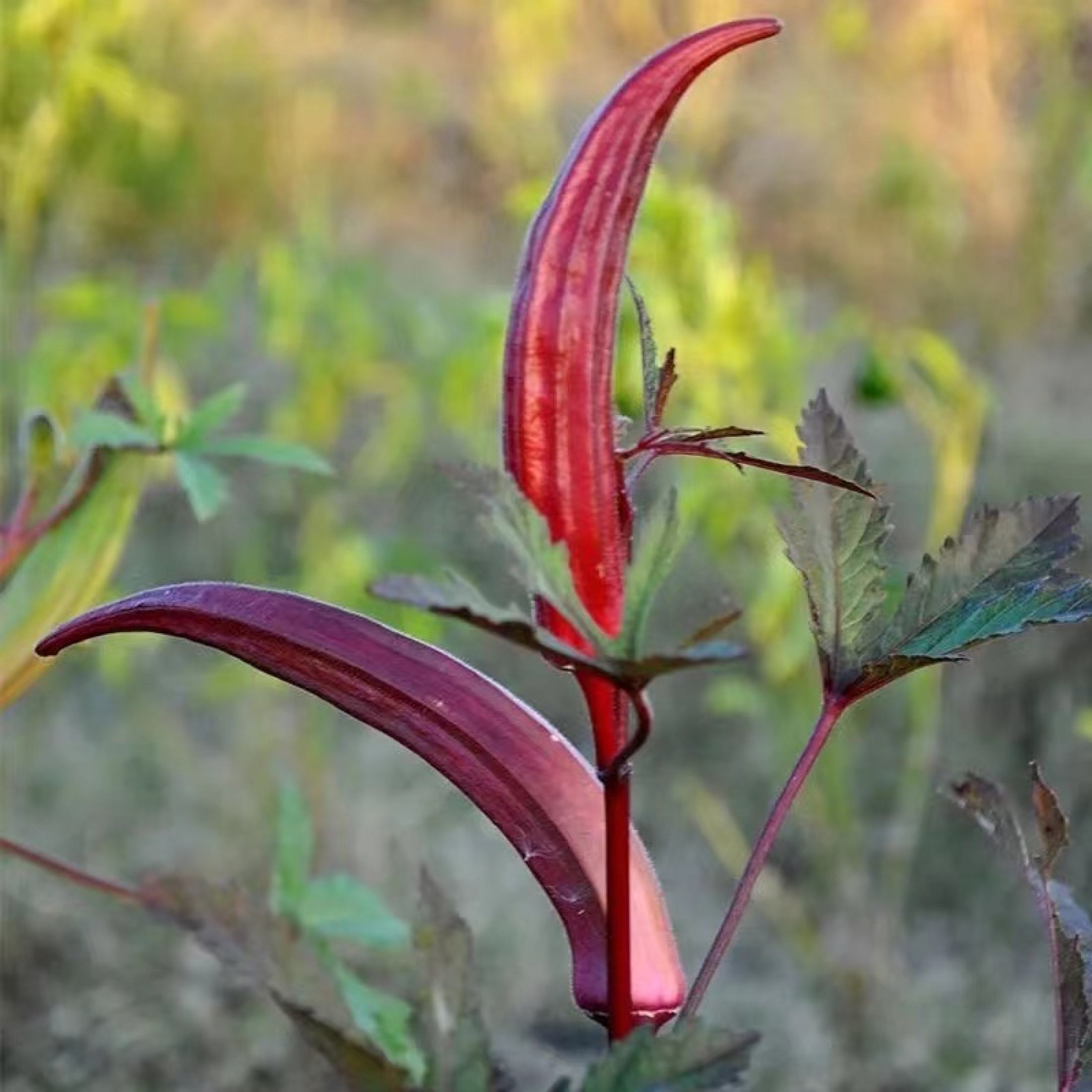 Red Okra Seed - 50 Seeds Fresh Red Long Okra Seeds Easy To Grow ...