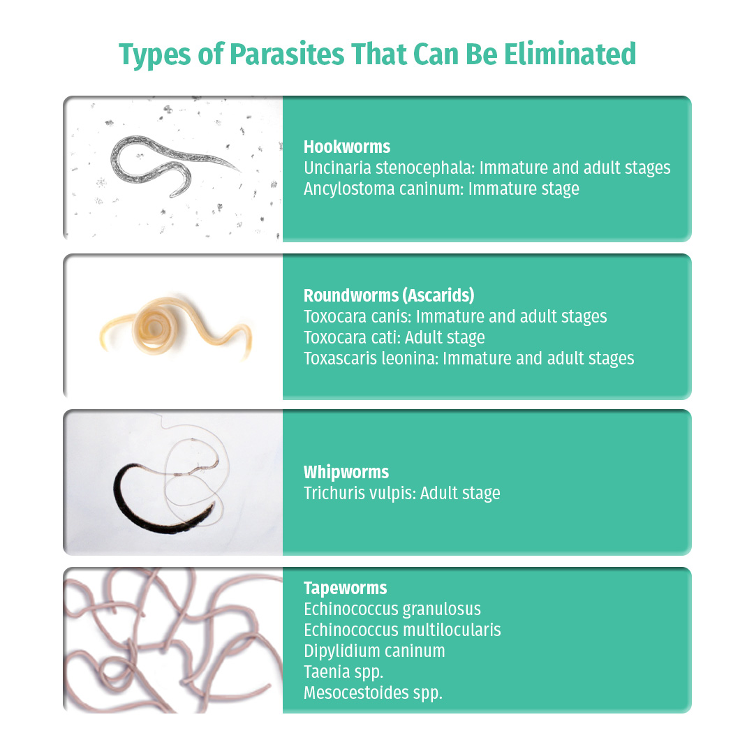 Buy 3 Free 1 Deworming Tablet For Nematocide Deworm Worm Rid Heartworm ...