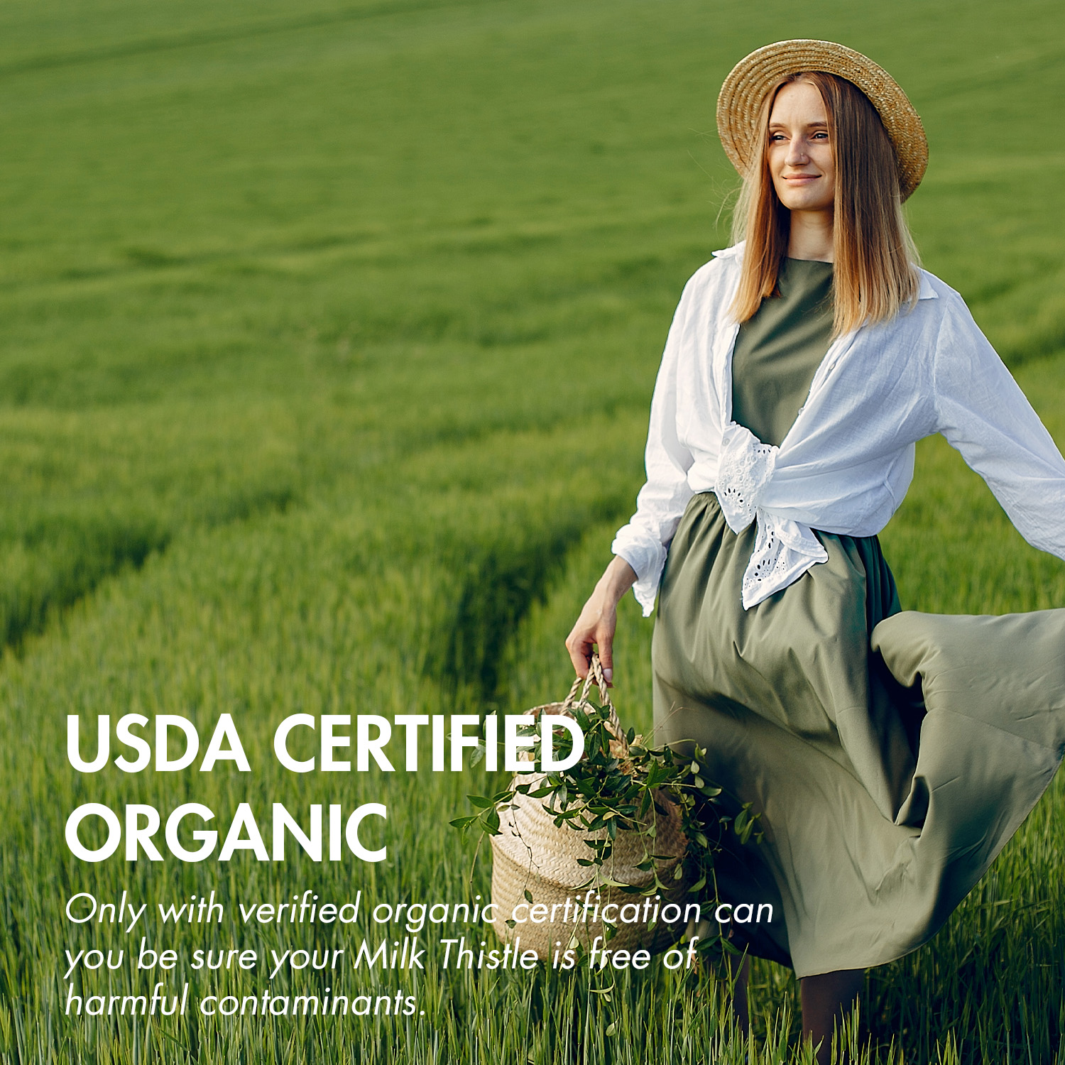 SOFTHER Milk Thistle Essentiale Forte Capsule for Liver Liveraide ...