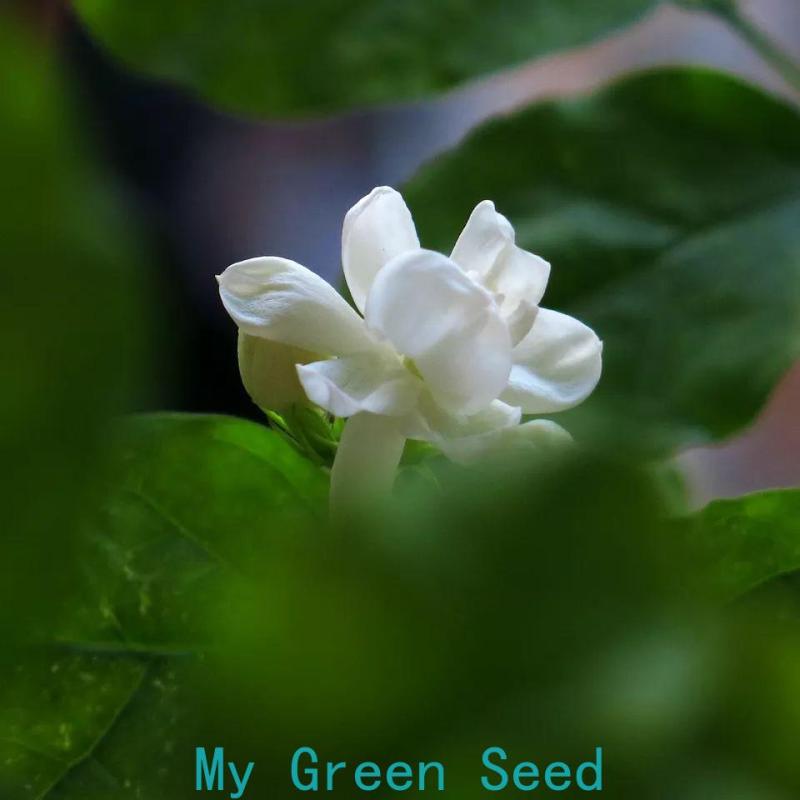 30 seeds/pack Jasmine Flower Plant Tree flower seeds | Shopee Philippines