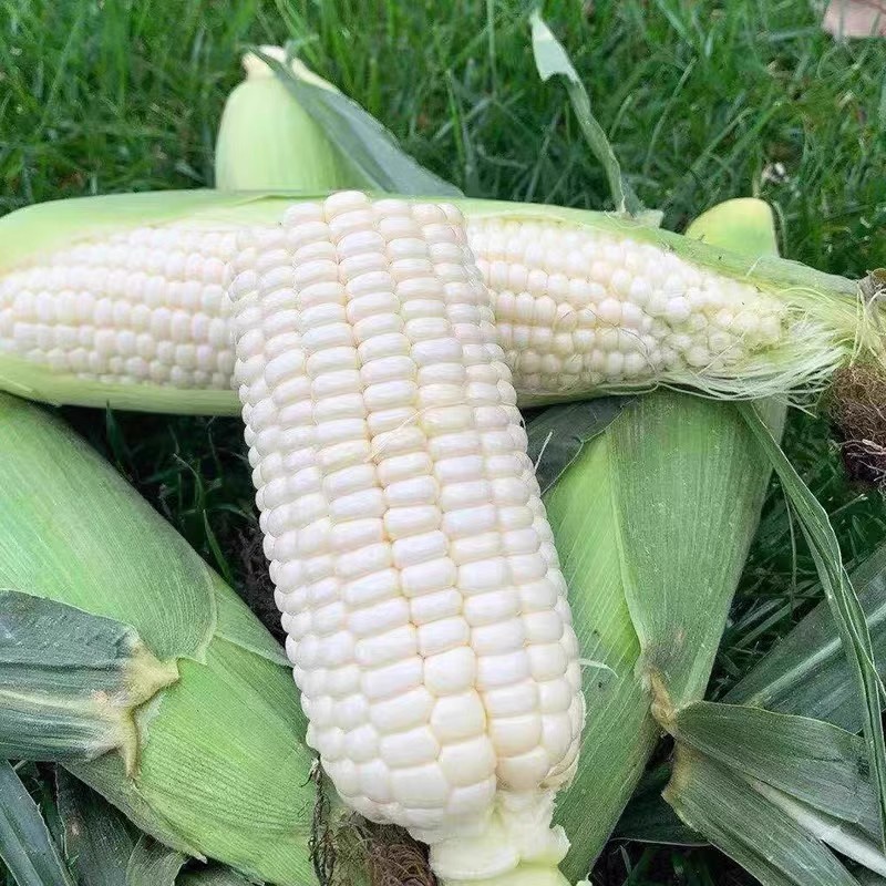 20seeds Sweet Glutinous White Corn Seeds -WHITE LAGKITAN CORN/Waxy Corn ...