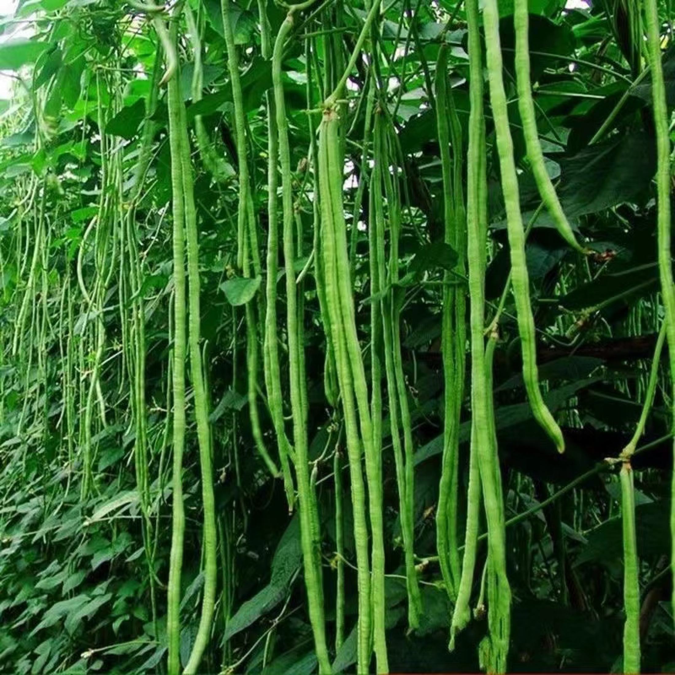 Pole Sitao Seeds (30 seeds) - Sitao Long Seeds Vegetable Seeds 100% ...