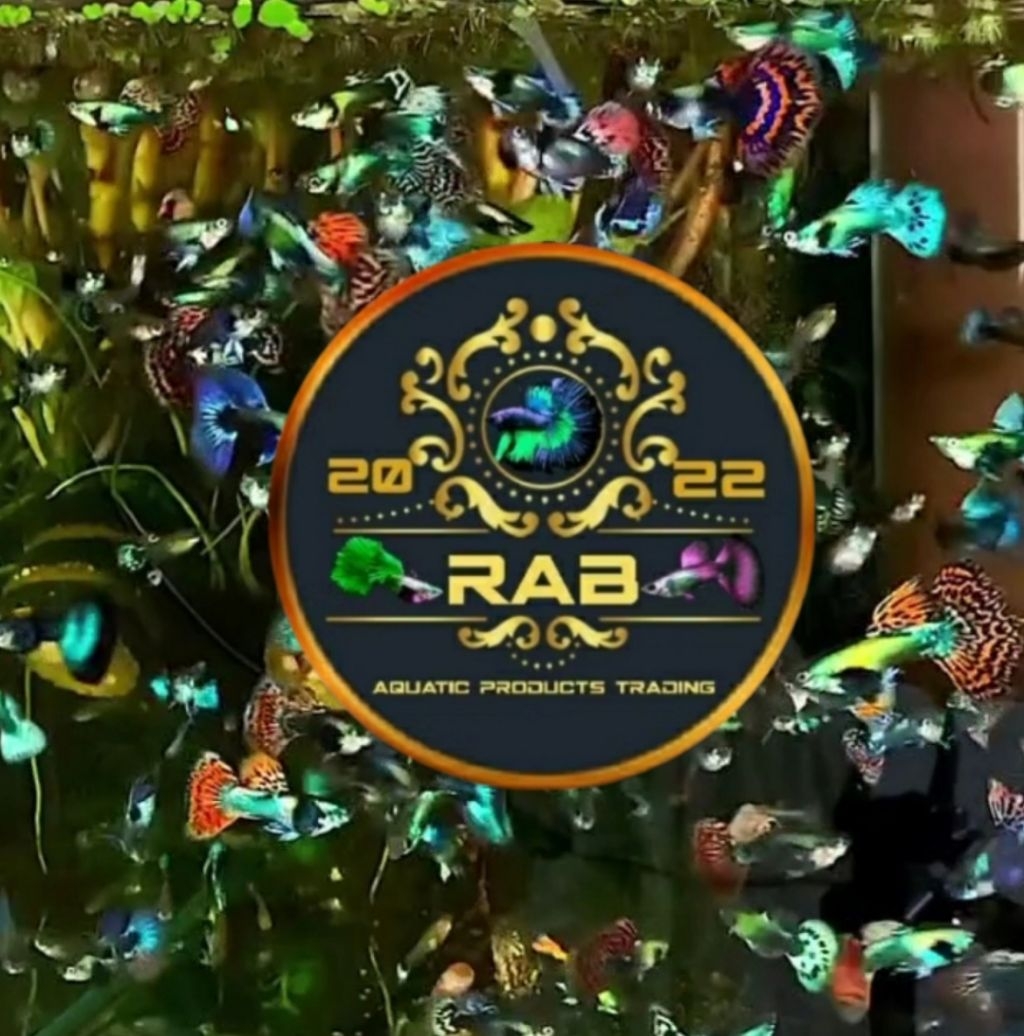 Guppy Aquarium Decotation Chops/Culls Good for Community Tank | Shopee ...