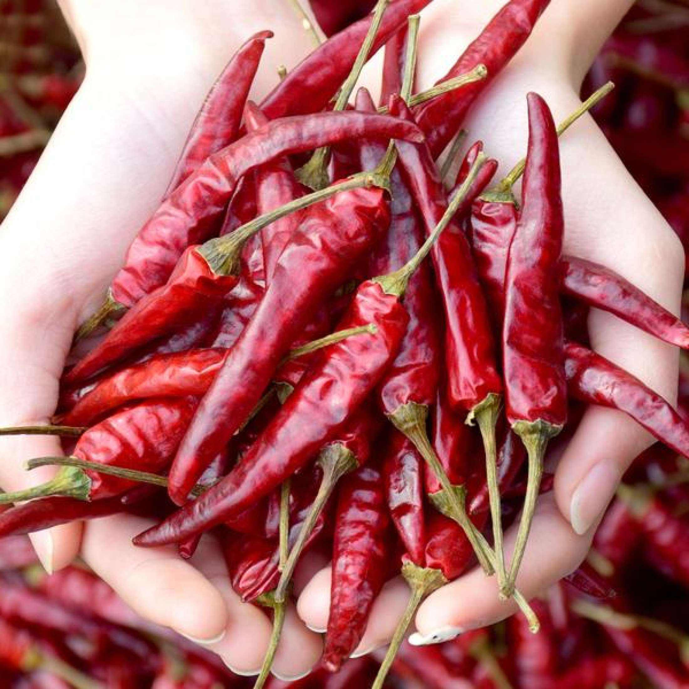 High Yield Super Spicy Siling Labuyo Seeds Red Hot Chili Pepper Seeds ...