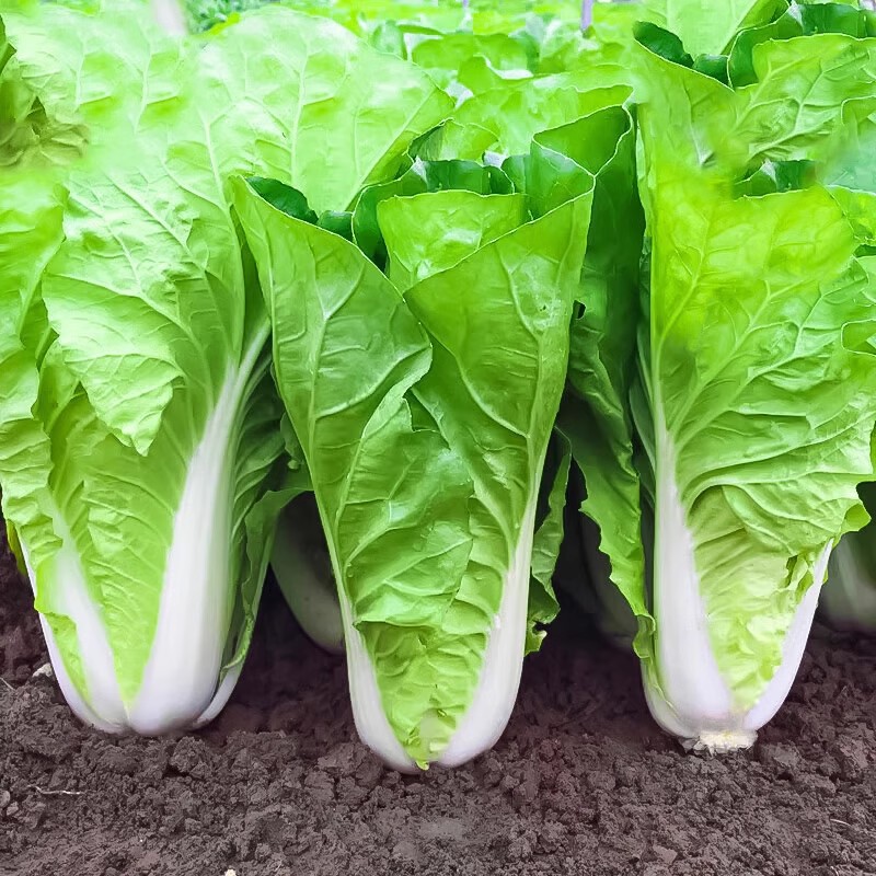 PECHAY PAVITO SEEDS (500 SEEDS) EASY TO GROW - VEGETABLE SEEDS | Shopee ...