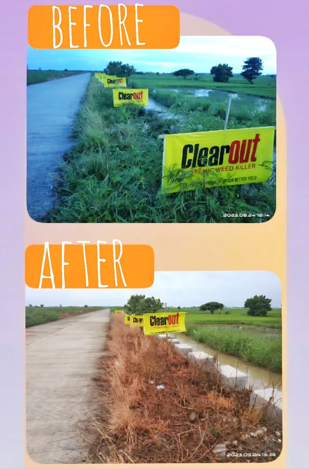 Clear Out Plus (Glyphosate) Herbicide / Systemic Weed Killer with ...