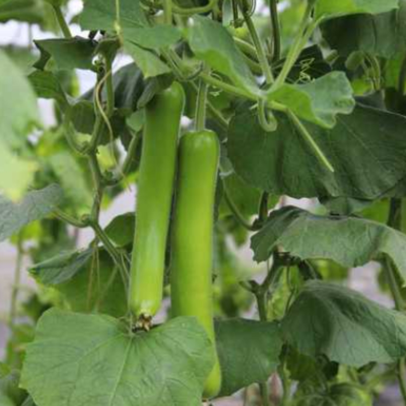 Long Bottle Gourd Seeds(25Seeds/Pack) - Giant Loofah Sponge Gourd UPO ...