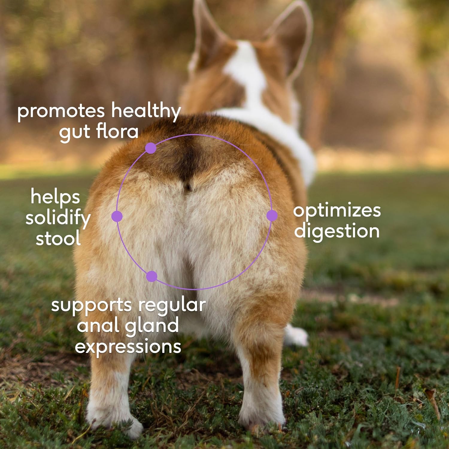 Native Pet GlandAid Anal Gland Support for Dogs Helps Solidify Stool ...