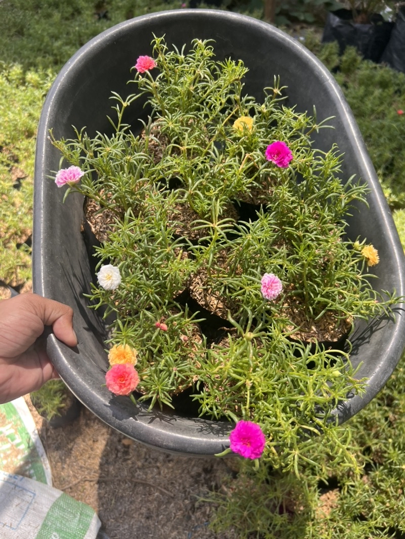 Vietnam rose or Alembong Flowering plant 5 for 120 only | Shopee ...