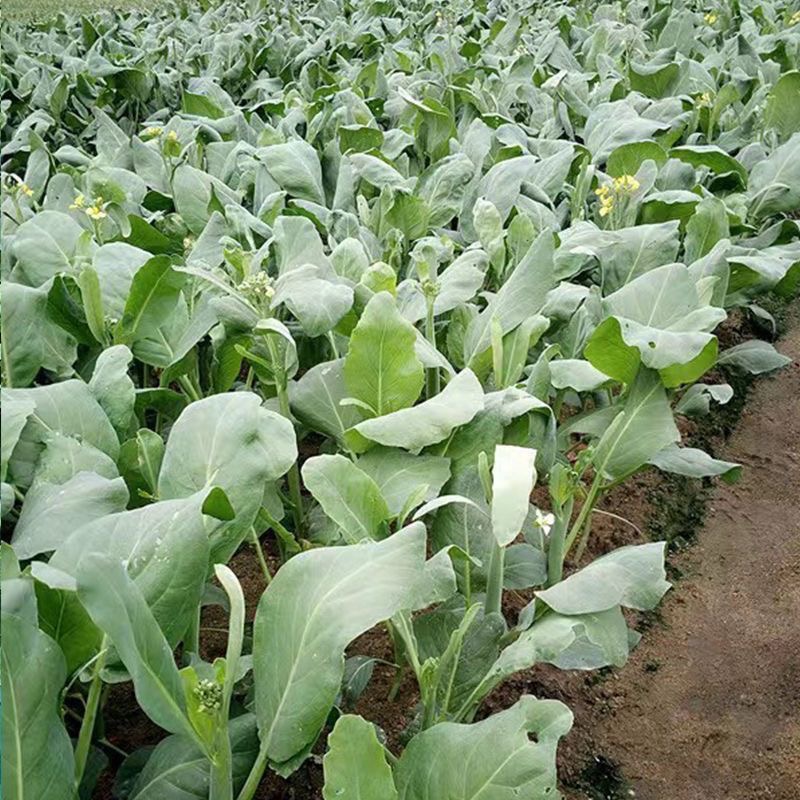 1pack-Choysum Seeds (600seeds ) /Tsoi Sum Seeds/CHOI SUM SEEDS/High ...