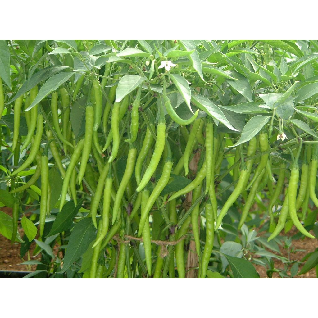 (100Seeds/Pack)SILI PANIGANG/Siling Haba/Hot Pepper Green/Bicol Express ...