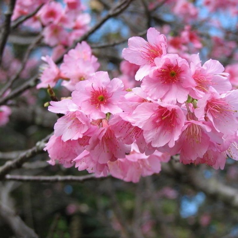 20Pcs Japanese Sakura Seeds Cherry Blossom Flower Seeds | Shopee ...