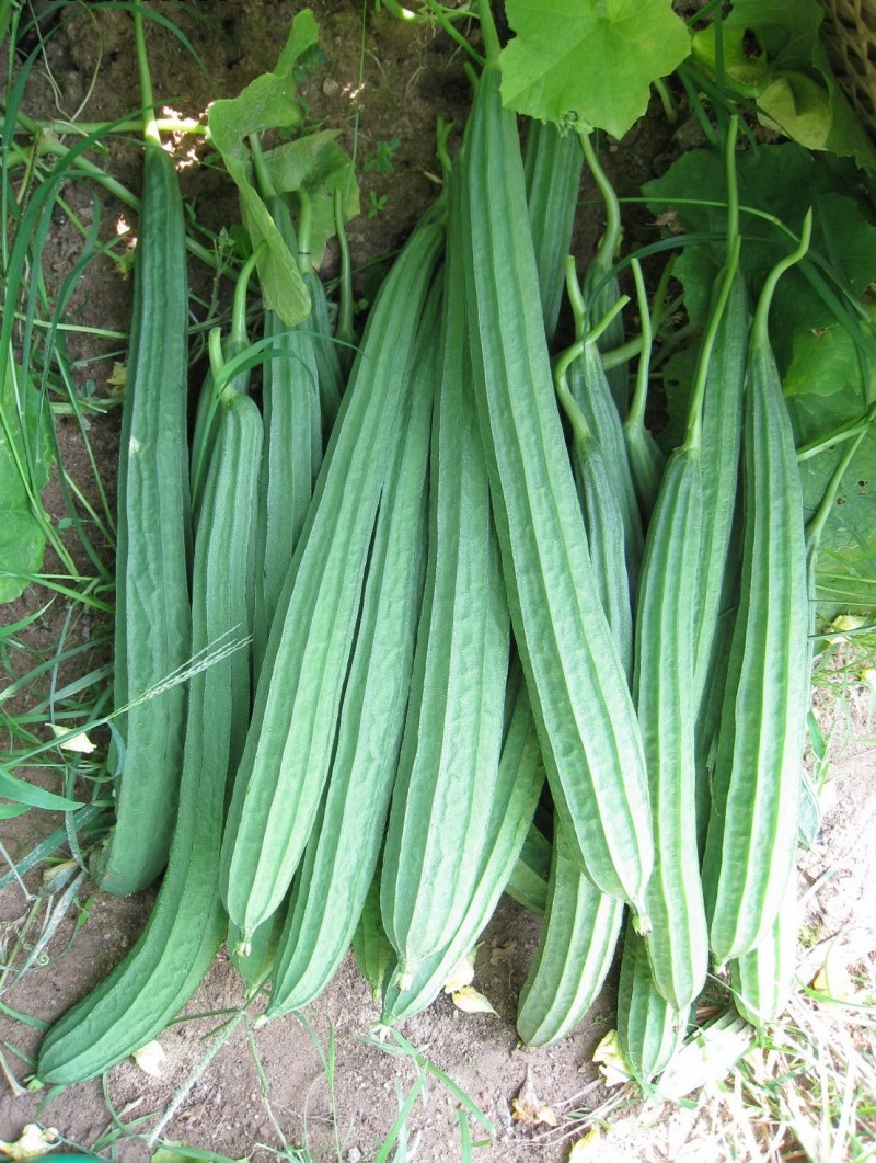 Hybrid Patola Tagalog Seeds for Planting - Fresh (20seeds) Patola ...