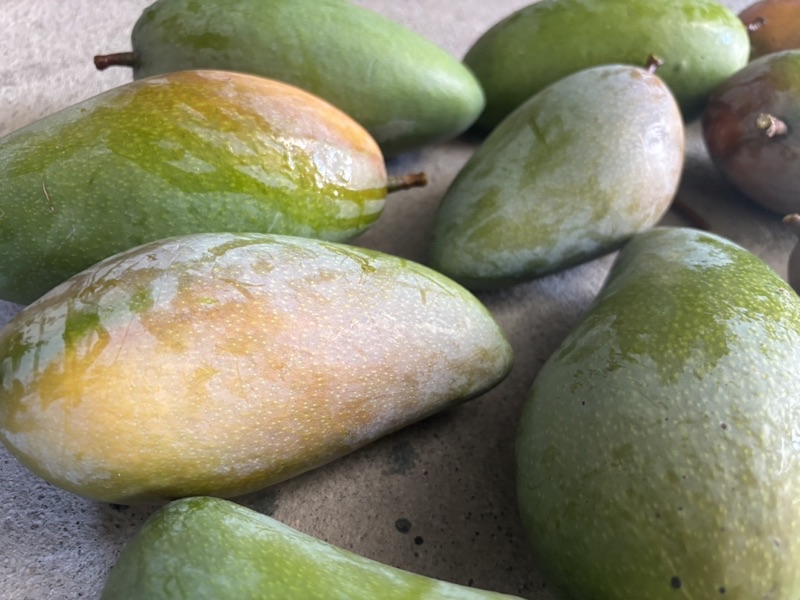 Giant mango big galing sa puno manga prutas fresh | Shopee Philippines