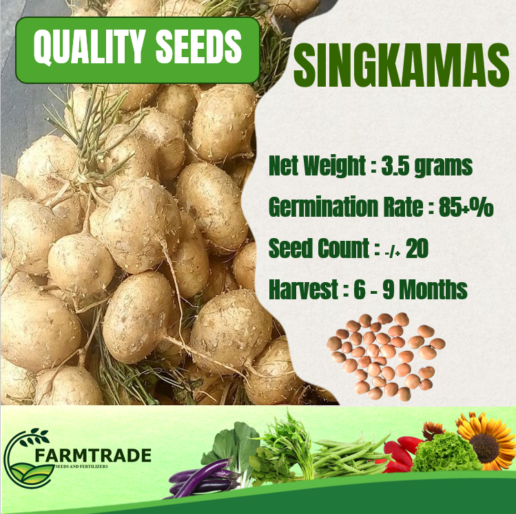 Singkamas Seeds - Approximately 20 High Quality Seeds for Garden ...